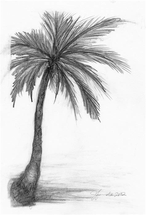 Palm Tree Pencil Drawing