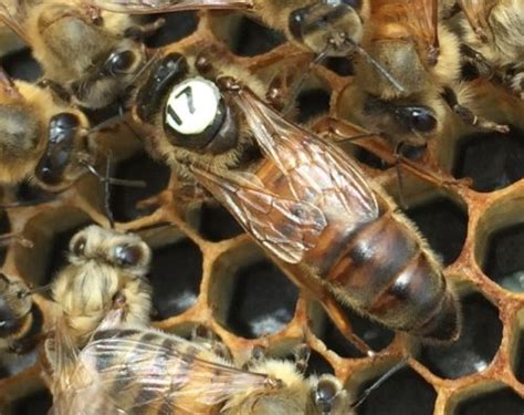 Northern Mated Carniolan Queens Chautauqua Apiary