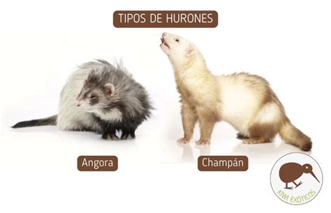 Guía Básica Hurones Kiwi Exóticos