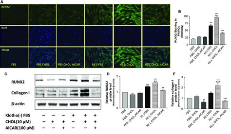 Upregulation Of Runx2 Pavics Treated With Klotho Deficient Fbs And Or