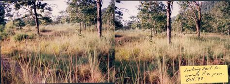 Terrain At Lz Xray Ia Drang Campaign
