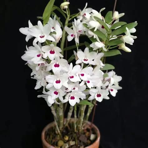 One Thing One Shot Dendrobium Nobile Dendrobium Candidum Dendrobium