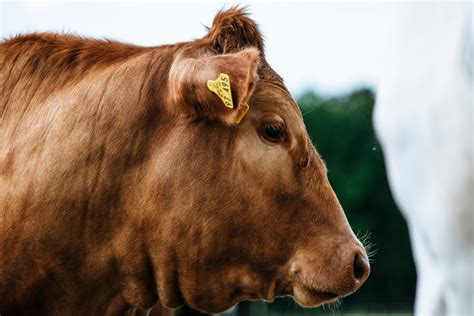 Male Cattle Explained Everything You Need To Know Agritopic