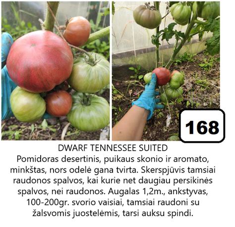 Pomidorų Sėklos Ir Daigai Pomidorų Sėklos Ir Daigai