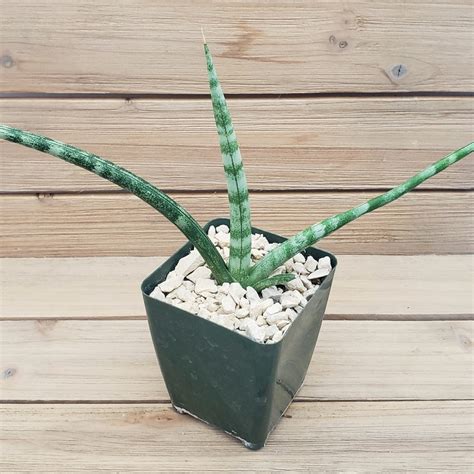 African Spear Plant Sansevieria Cylindrica Shop Online Fast