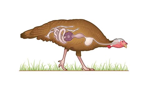Digestive Tract Of A Turkey On Behance