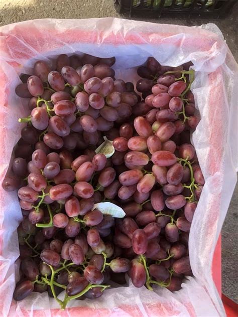 Nho Đỏ Ruby Không Hạt Lợi Ích Cách Bảo Quản Và Công Dụng Tuyệt Vời