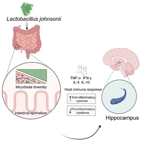 The Effects Of Lactobacillus Johnsonii On Diseases And Its Potential