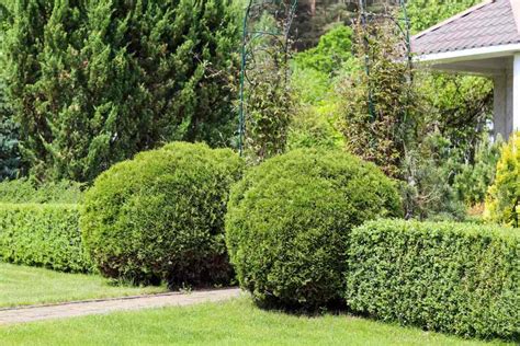The Best Low Maintenance Landscaping For You See Options Homeyou