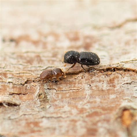 City 𝗕𝘂𝘆 𝘆𝗼𝘂𝗿 𝗳𝗶𝗿𝗲𝘄𝗼𝗼𝗱 𝘄𝗵𝗲𝗿𝗲 𝘆𝗼𝘂 𝗯𝘂𝗿𝗻 𝗶𝘁 🔊 The Polyphagous Shot Hole