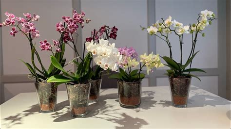 ГДЕ Я ПОКУПАЮ ВАЗЫ 🏺ДЛЯ ОРХИДЕЙ | ТОЛЬКО НИКОМУ НЕ ГОВОРИТЕ)) - YouTube