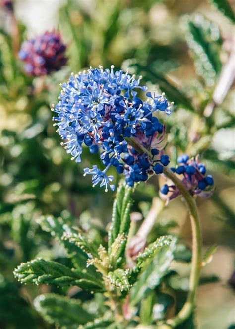 Ceanothus Concha Agm Burford Garden Co