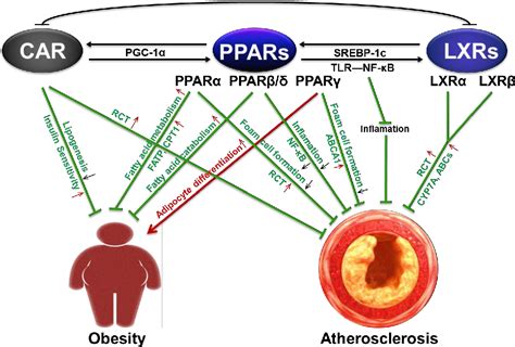Figure 2 From The Role Of Ppar And Its Cross Talk With Car And Lxr In Obesity And