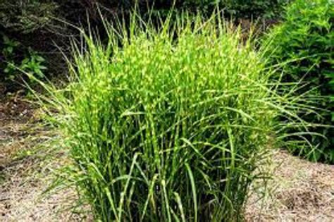 Ornamental Grass Perennial Zone 6 At Virginia Corns Blog