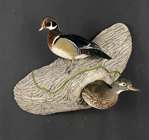 Wood Duck Mounts Flying Standing Dead Mount Waterfowl