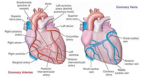 Arteries And Veins Diagram Heart