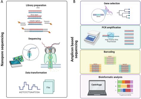 Deployment Of Amplicon Based Sequencing Platforms Using Oxford Nanopore