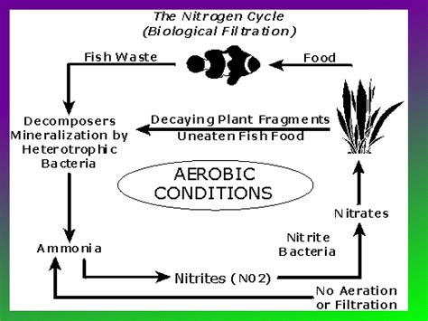 Nitrogen Cycle Powerpoint Odp