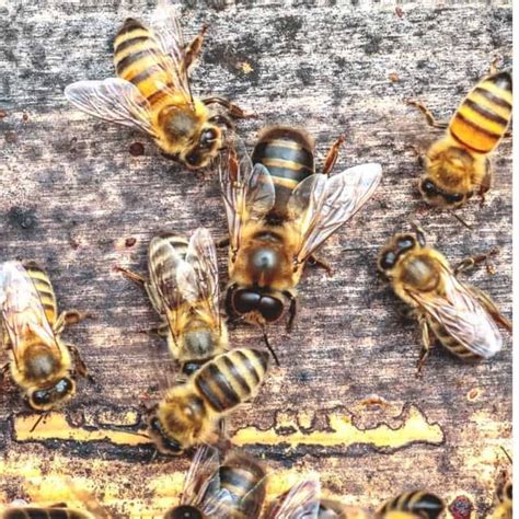 My Current Drone Setup Rsynthesizercirclejerk