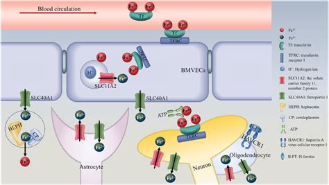 Brain Iron Transport And Metabolism Cp Ceruloplasmin Havcr1tim 1
