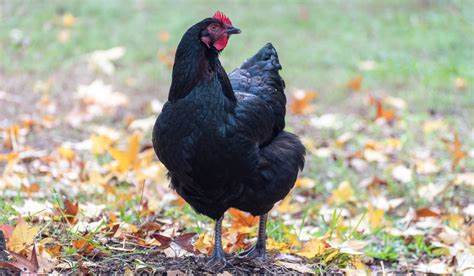 Black Australorp Breed Profile The Hip Chick
