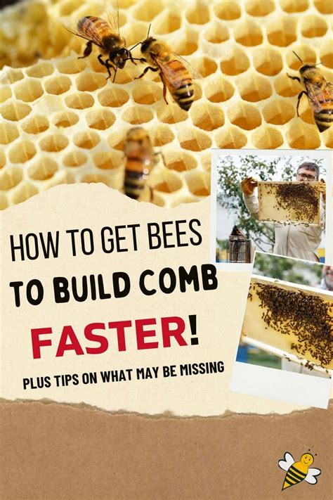 How To Encourage Bees To Build Comb Faster Carolina Honeybees