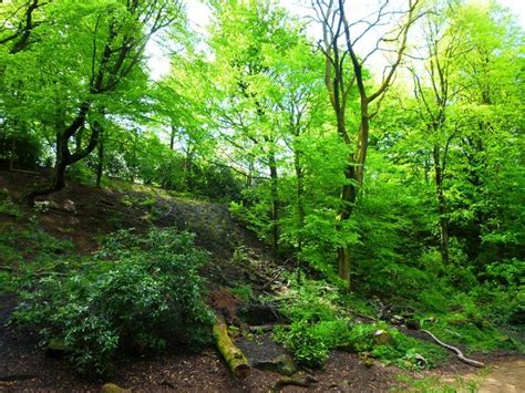 Woodlands By Zrnho Correy Woodlands Manchester England Country Roads