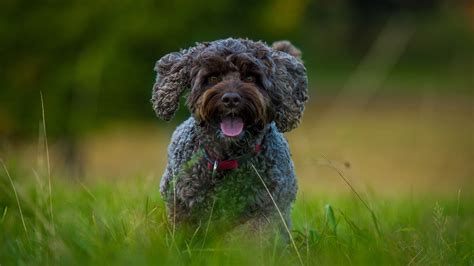 How Long Do Cockapoos Live Everything You Need To Know About This