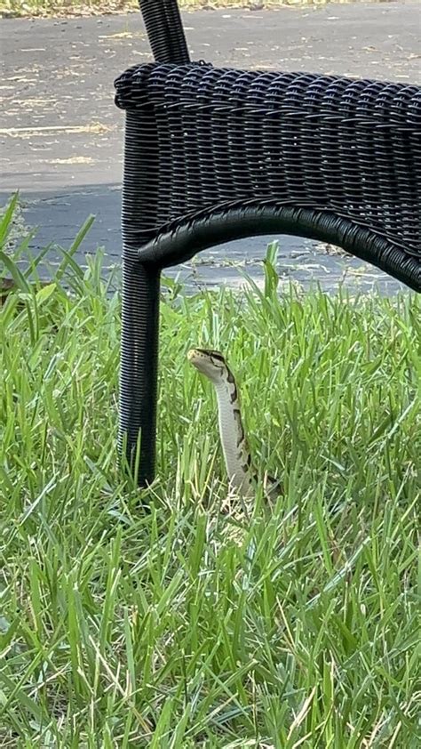 Hims Periscoping Rballpython