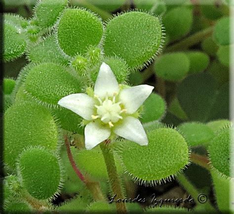 Crassula Expansa Ssp Fragilis Plants Succulents Cactus