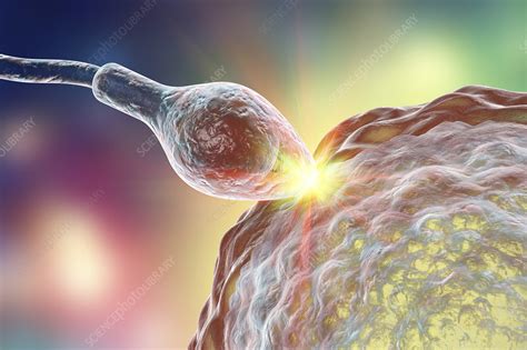 Sperm Fertilizing Egg Illustration Stock Image F021 2212 Science