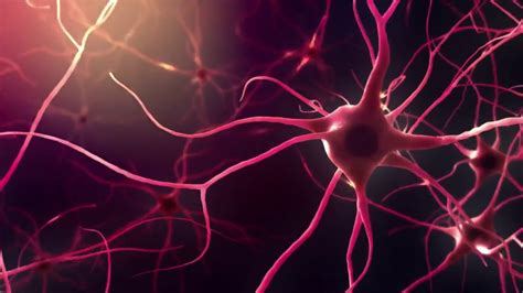 How Neurons Look Like Youtube