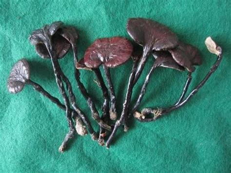 Dried Ganoderma Lucidum Mushroom At Rs 6000 Kg In Rampur Bushahar Id 19832987812