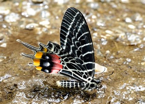 Parnassiinae Butterfly Photos Bhutan Butterfly