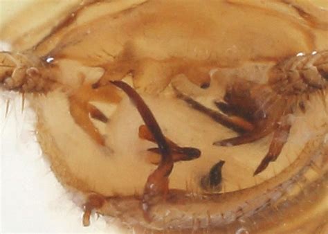 Bunyipco The Complexities Of Cockroach Systematics