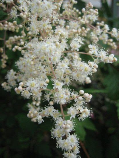 Holodiscus Discolor Sevenoaks Native Nursery