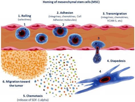Nanoparticles And Mesenchymal Stem Cell Msc Therapy For Cancer