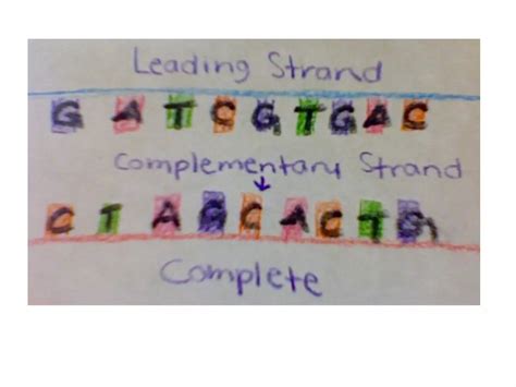 Dna Replication Model Ppt