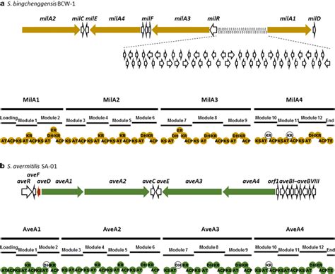 Gene And Module Organizations Of Avermectin And Milbemycin Biosynthetic