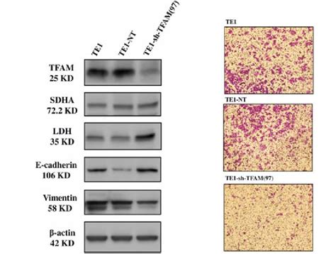 A Western Blot Analysis Showed That The Tfam Knockdown Download
