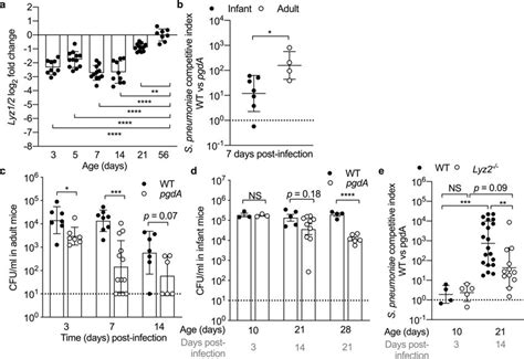 Age Dependent Regulation Of Lysozyme Production And Function In The Urt