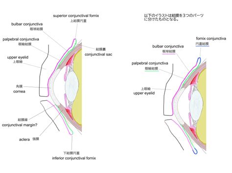 Visual Anatomy 視覚解剖学