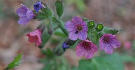 Pljučnik Pulmonaria Officinalis Svetlobasi
