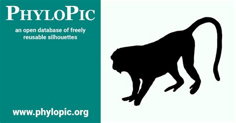 Cercopithecus Diana By Kai R Caspar Cc By 30 Phylopic