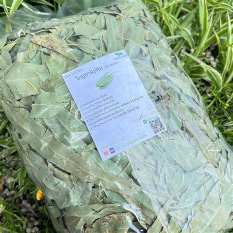 Eucalyptus Leaves 500 Grams Of Dried Fix Cold Cough Phlegm Resolving