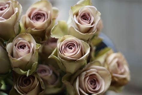 Dusky Pink Roses Amnesia Rose Wedding Flower Trends Wedding Flowers