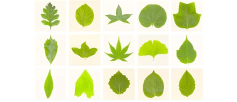 Simple Leaf Shapes