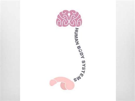 Anatomy And Physiology Of Erection And Pathophysiology Of Erectile