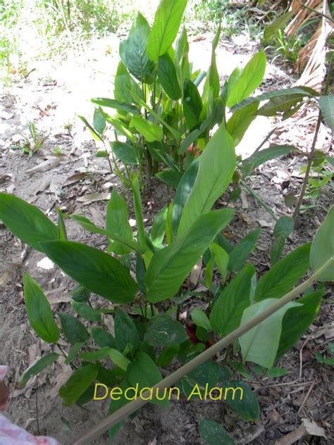 Dedaun Alam Bemban Bukit