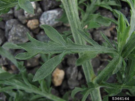 Diffuse Knapweed — Northern Arizona Invasive Plants